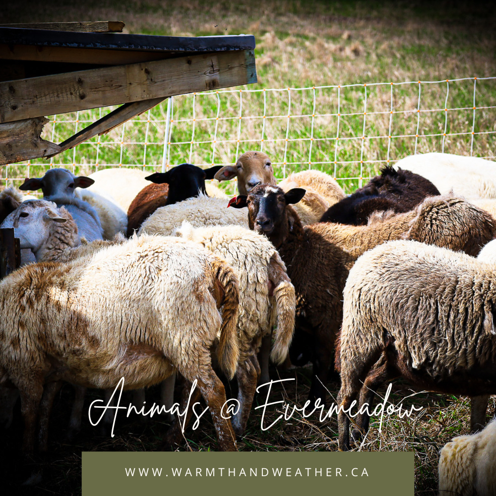 The Animals - Part Two – Warmth and Weather